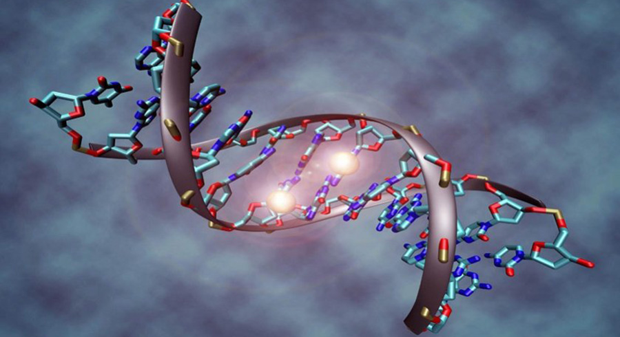 Los genes del cáncer de mama Los genes del cáncer de mama